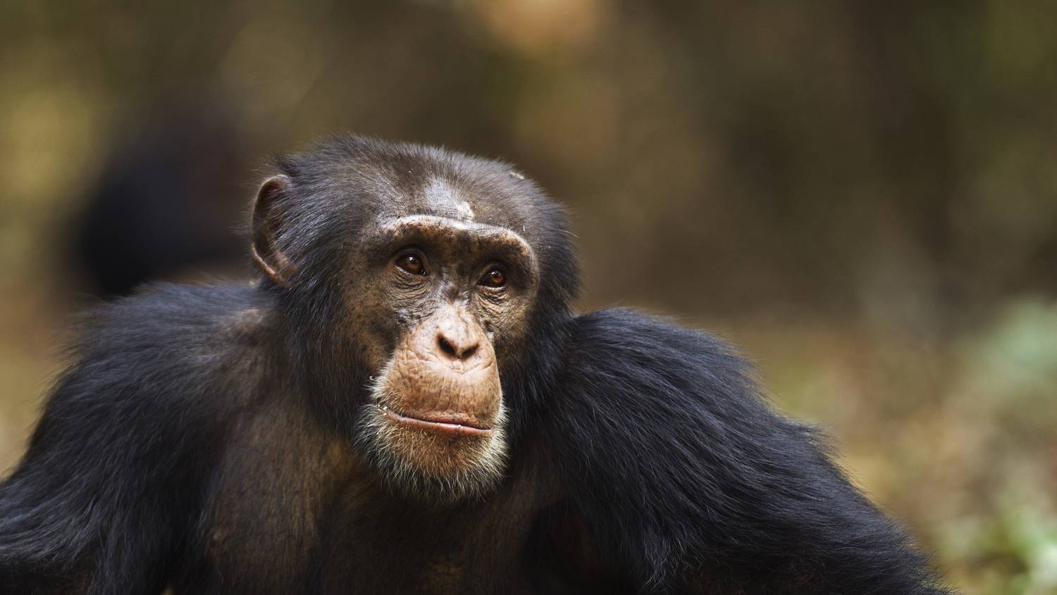 Velvet - Check-out - 29 évet töltött egy ketrecben ez a csimpánz: videón a pillanat, amikor újra ...