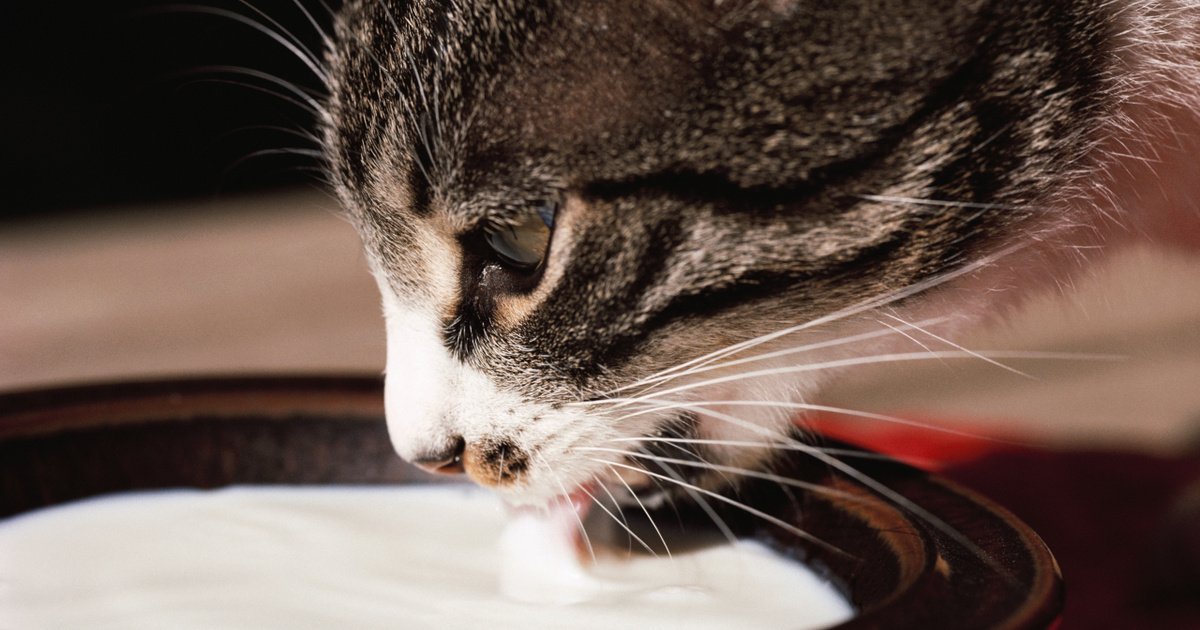 Hasmenése is lehet a macskádnak, ha sokat adsz neki ebből a tejből - Dívány