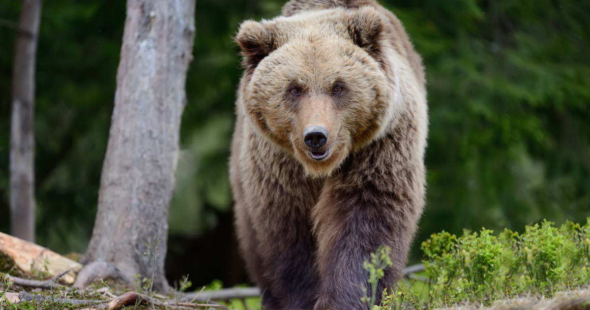 Ezt az egy dolgot kell tenni, ha medvével találkozol a nyaraláson: az ...