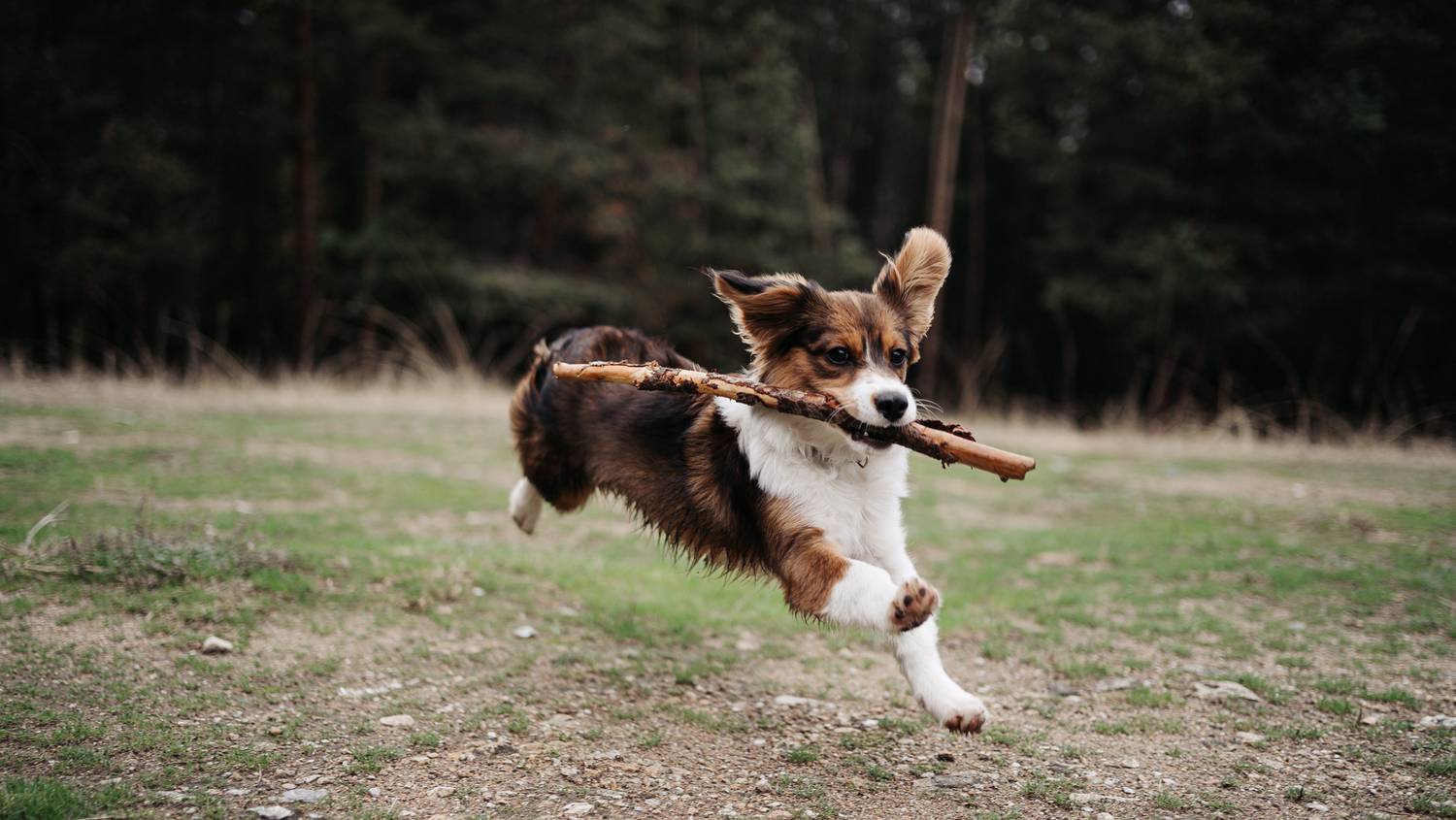 Velvet - Check-out - Ennek a gyakori fának a termése veszélyes a kutyák ...