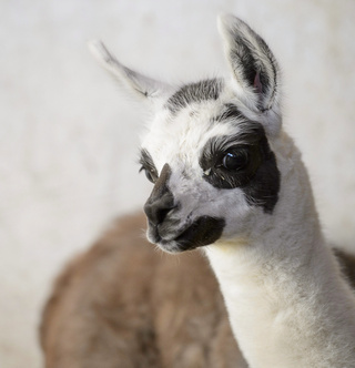 Velvet - Gumicukor - Láma született Gyöngyösön